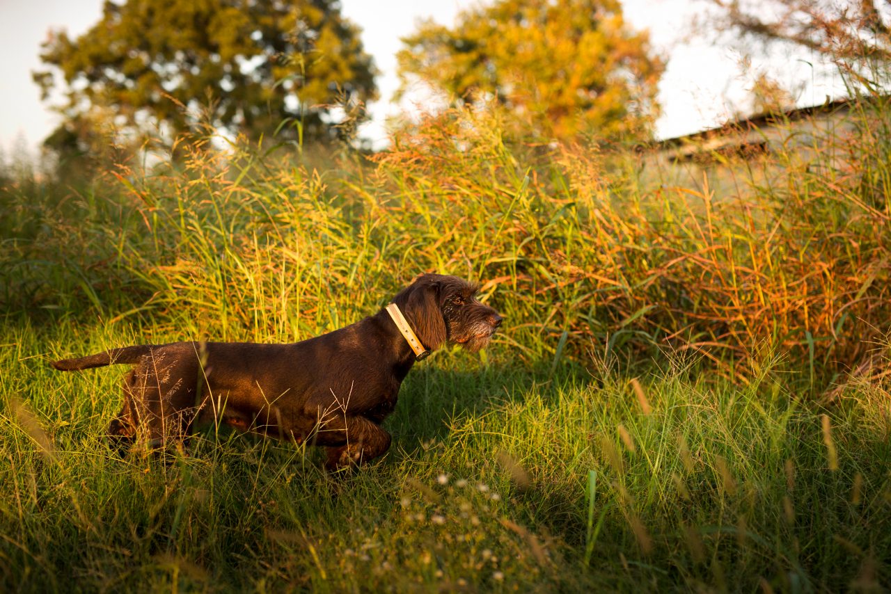 Our Pudelpointers - Cross Timber Gundogs