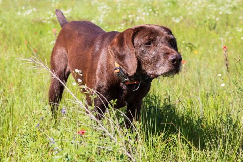 Cross Timber Gundogs | Pudelpointer Breeders & Trainers