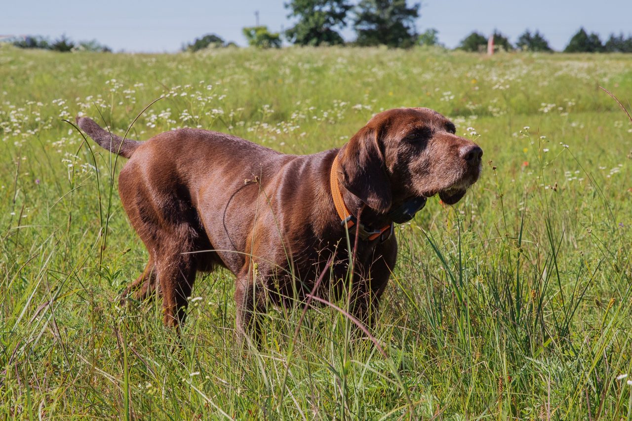 Our Pudelpointers - Cross Timber Gundogs
