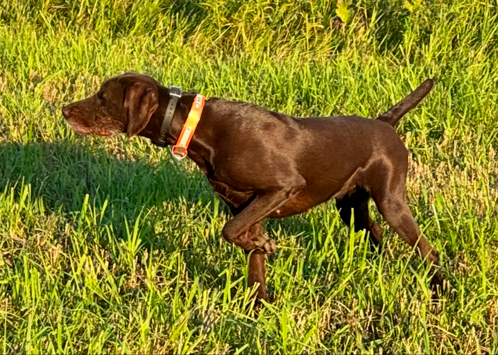 Cross Timber’s Driven to Serve - Cross Timber Gundogs