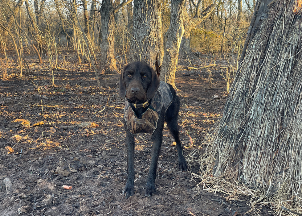 Cross Timber’s Implement the Plan - Cross Timber Gundogs